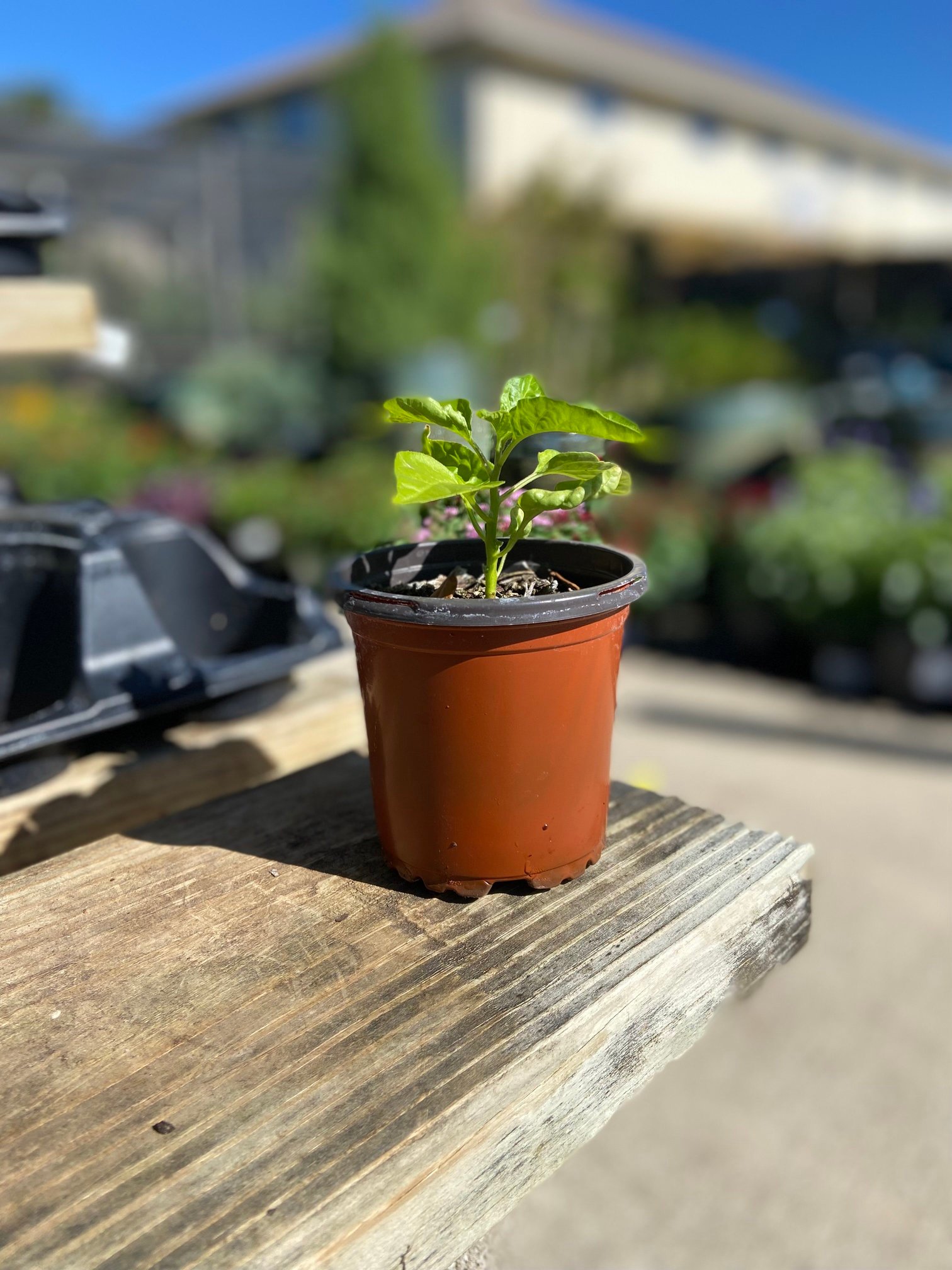 The Datil Pepper: Northeast Florida's Fiery Secret