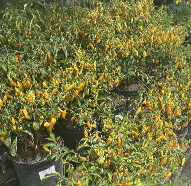 The Datil Pepper: Northeast Florida's Fiery Secret